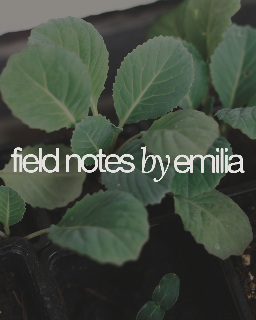 field notes by emilia's Links